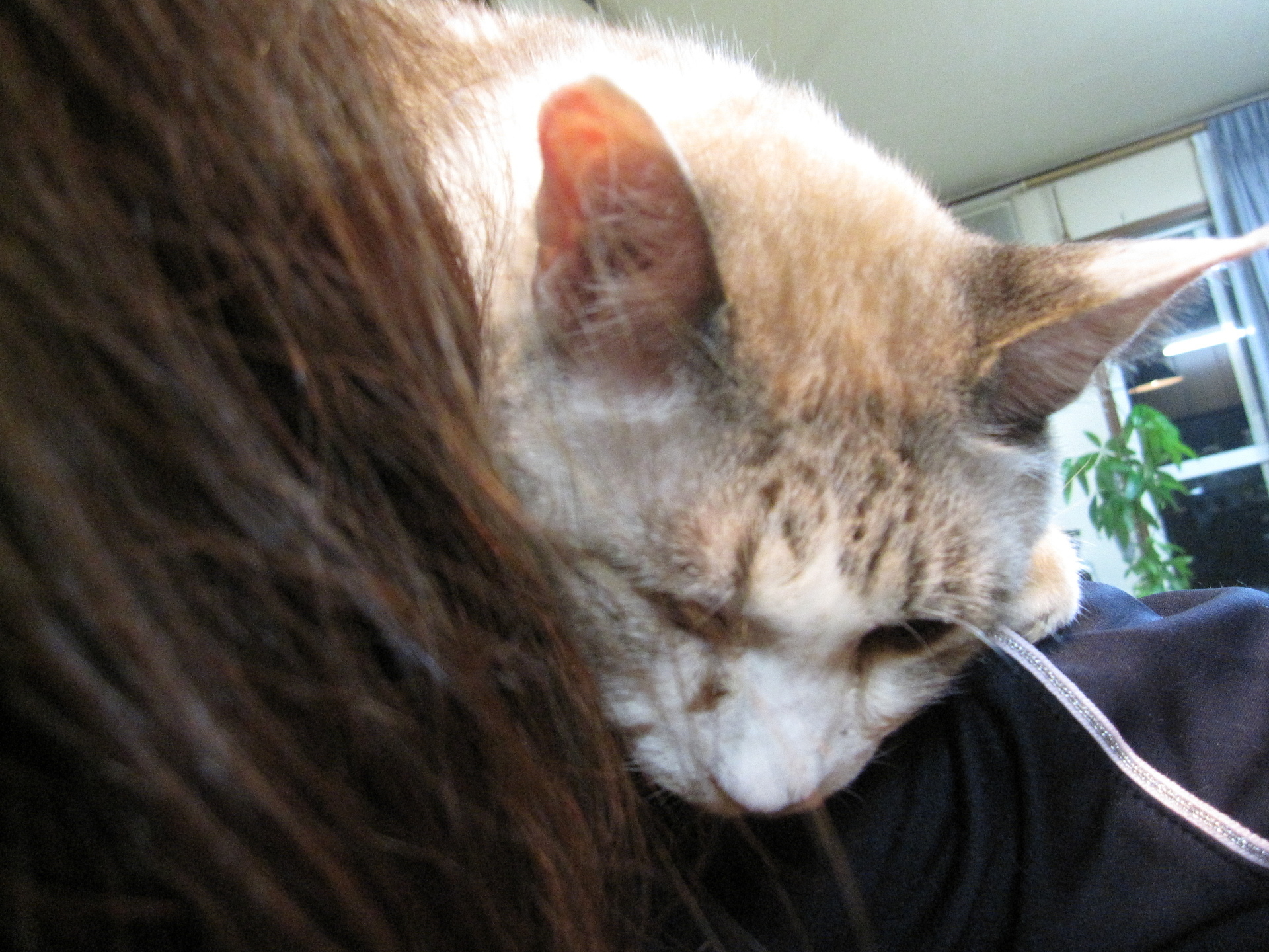 思い出: 60越えてしもた