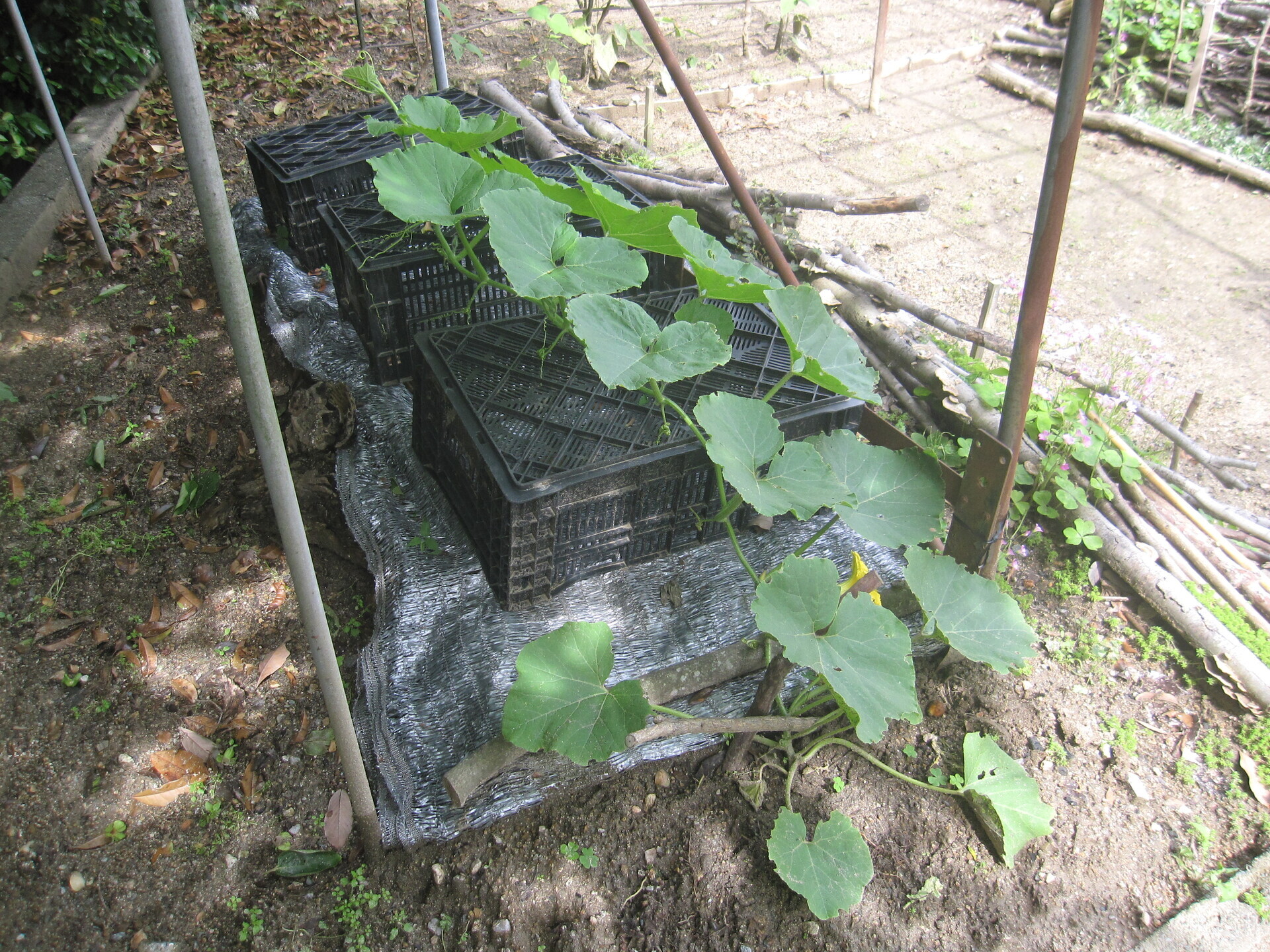 夏野菜: 60越えてしもた